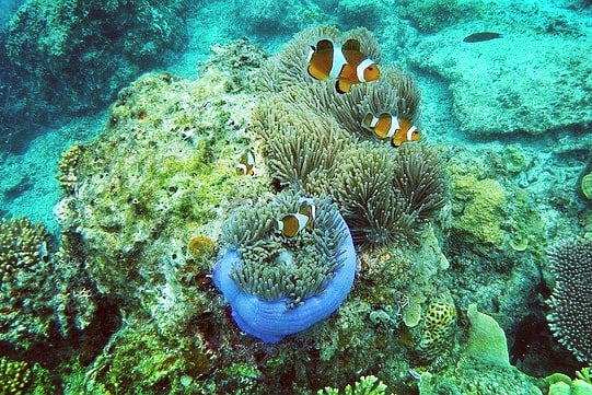 Guide to Visiting Cham Islands with Children: Snorkeling & Diving