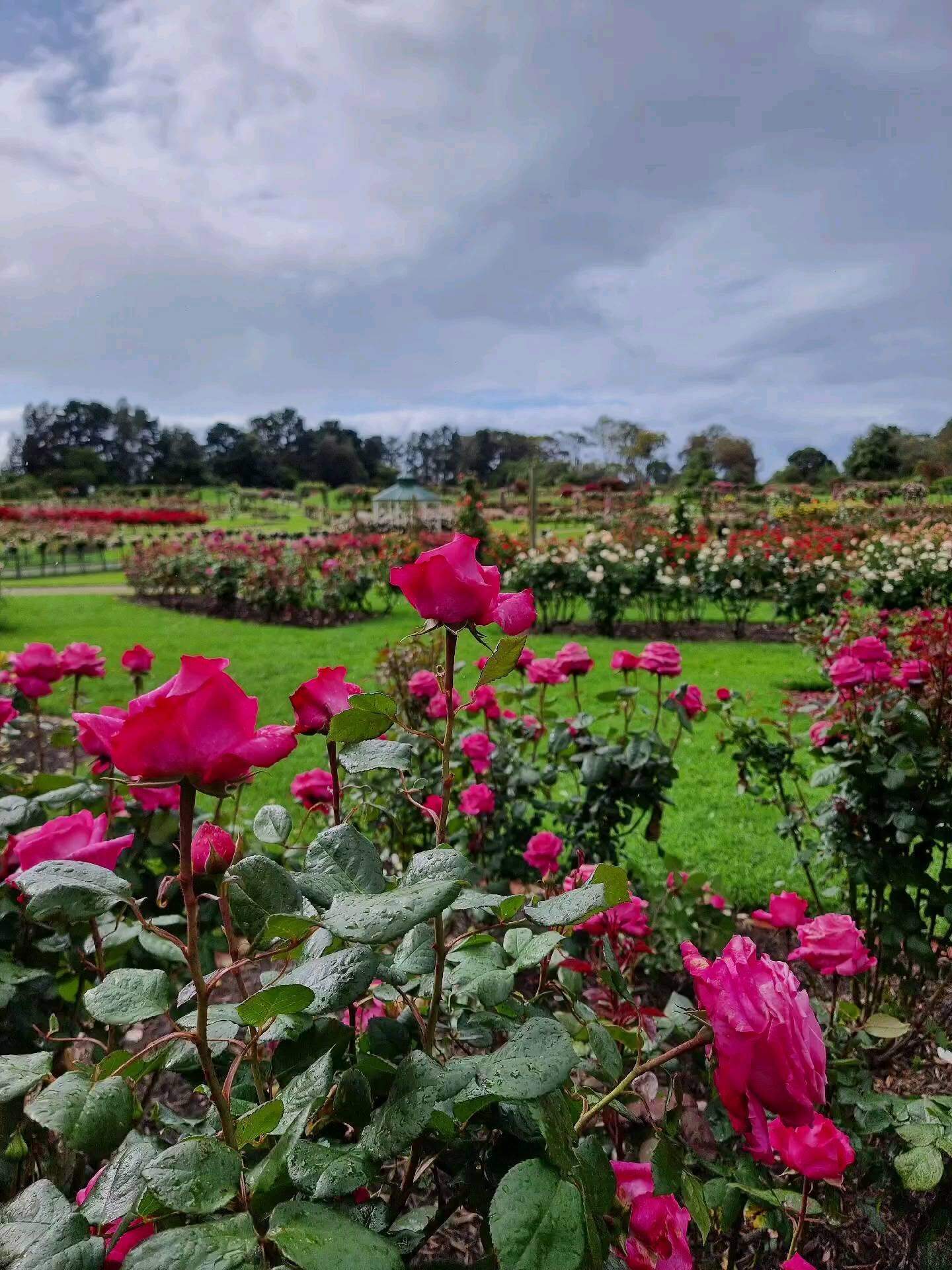 Exploring the Victoria State Rose Garden of Melbourne